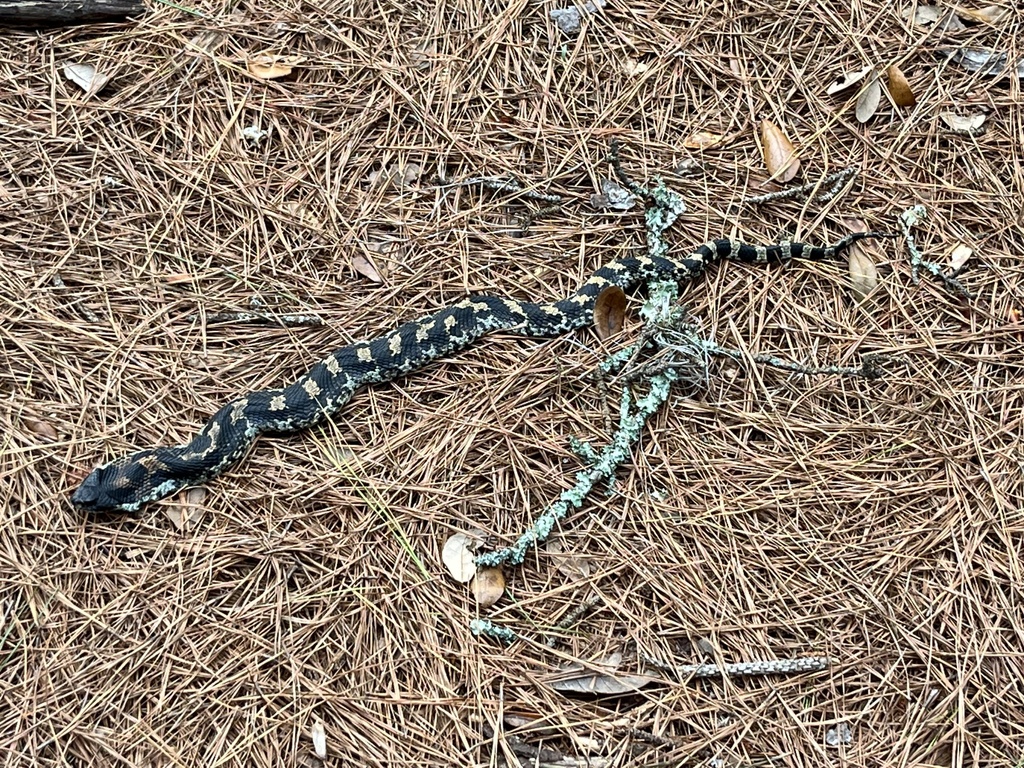 Eastern Hognose Snake from Cape Hatteras National Seashore, Frisco, NC ...