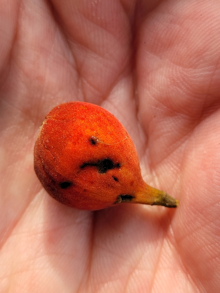 Upas tree (Antiaris toxicaria) - Botanical Realm