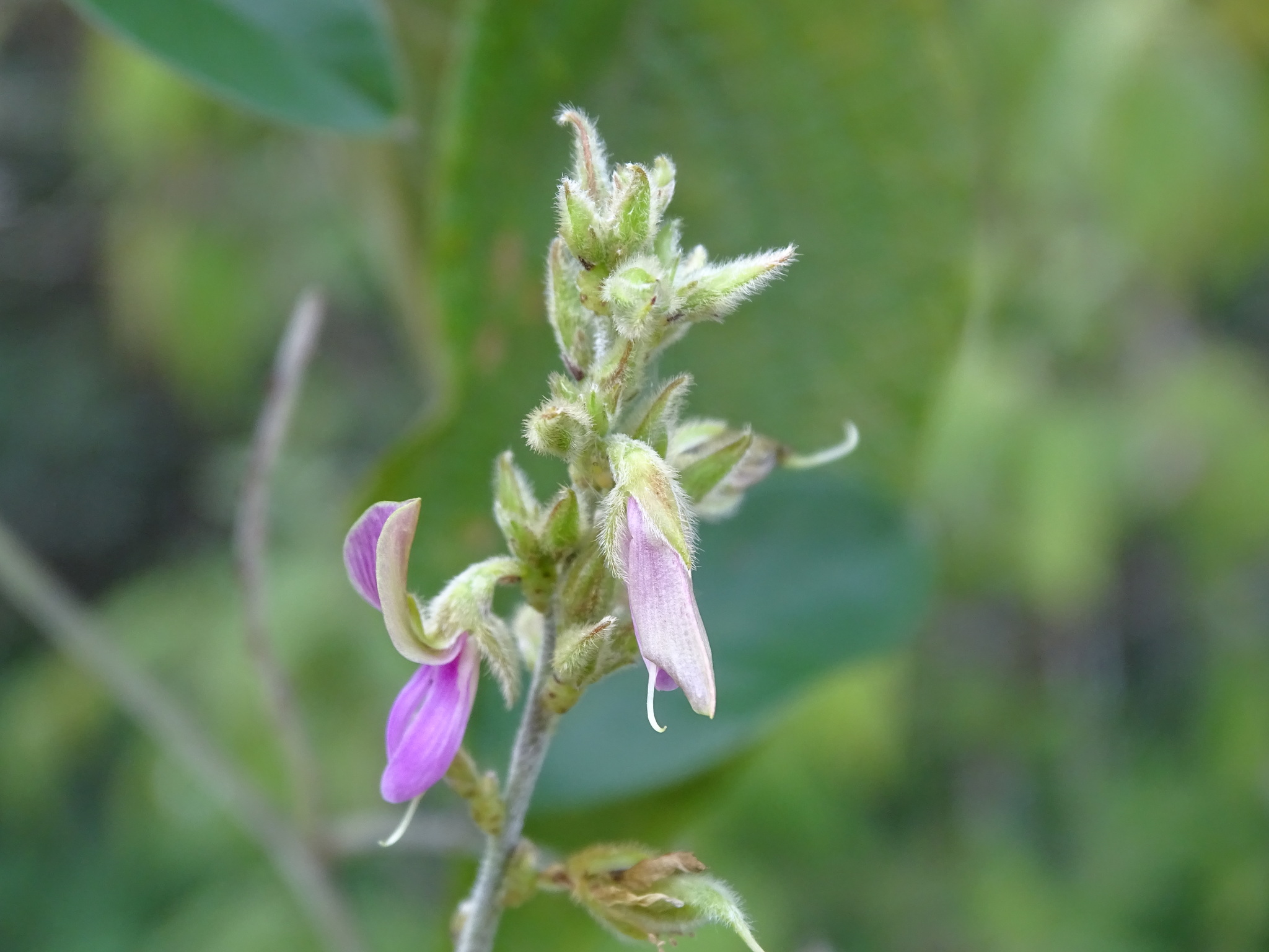 Galactia striata (Jacq.) Urb.