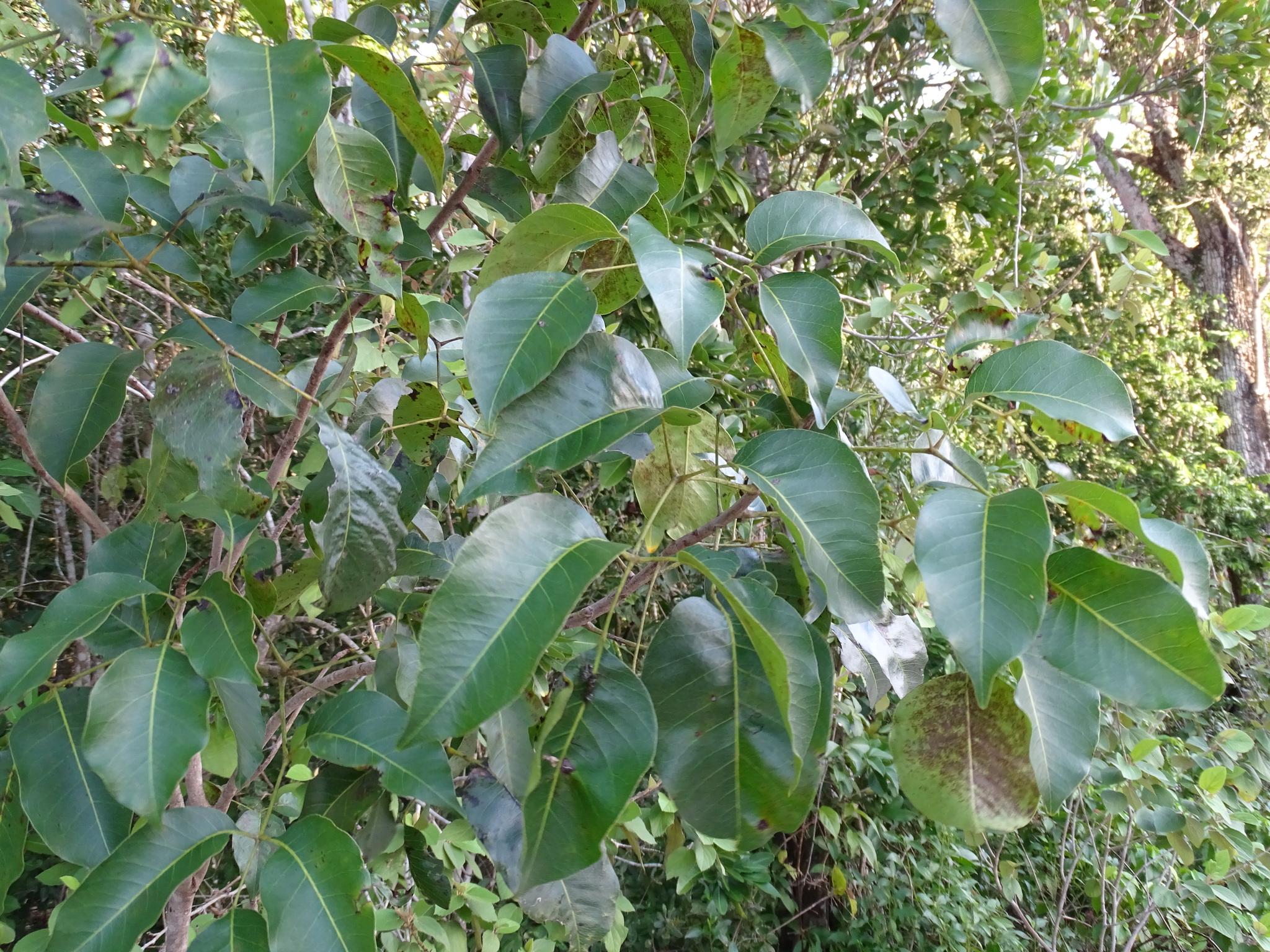 Metopium brownei (Jacq.) Urb.