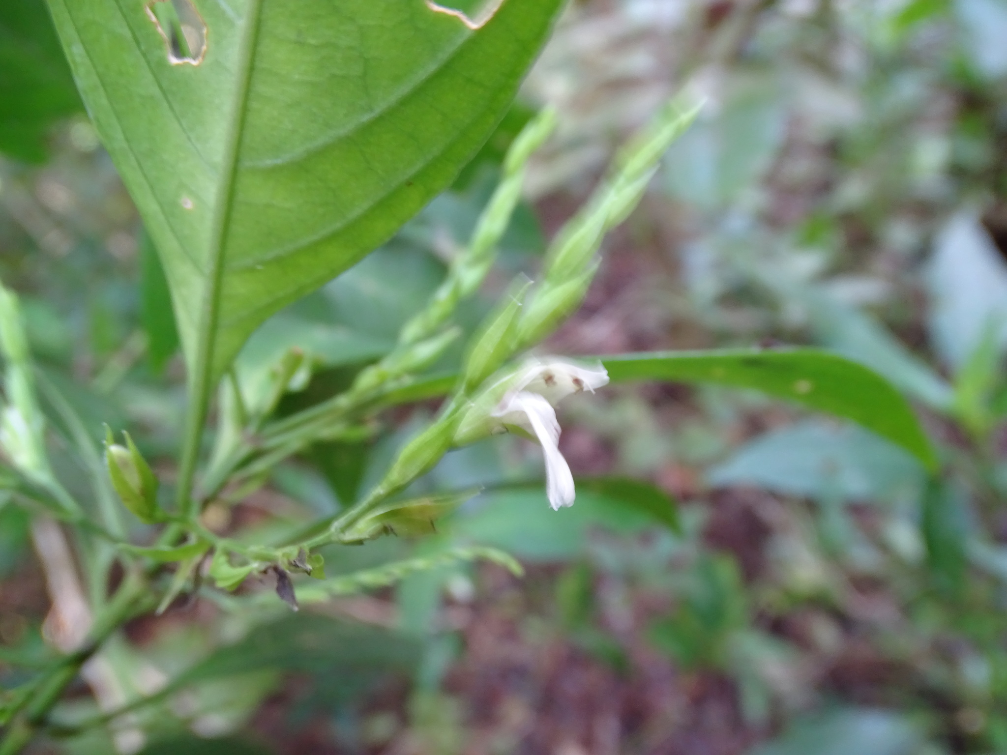 Justicia campechiana Standl.