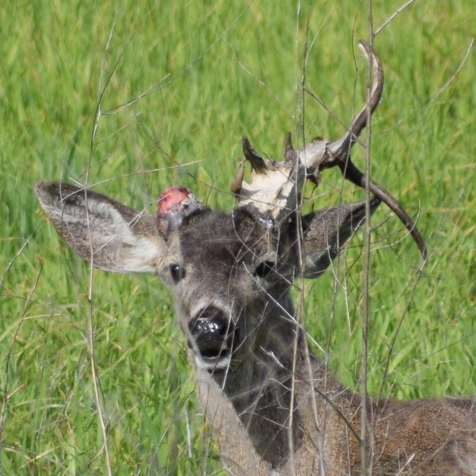 Columbian Black-tailed Deer from Ed R. Levin County Park, CA, USA on ...