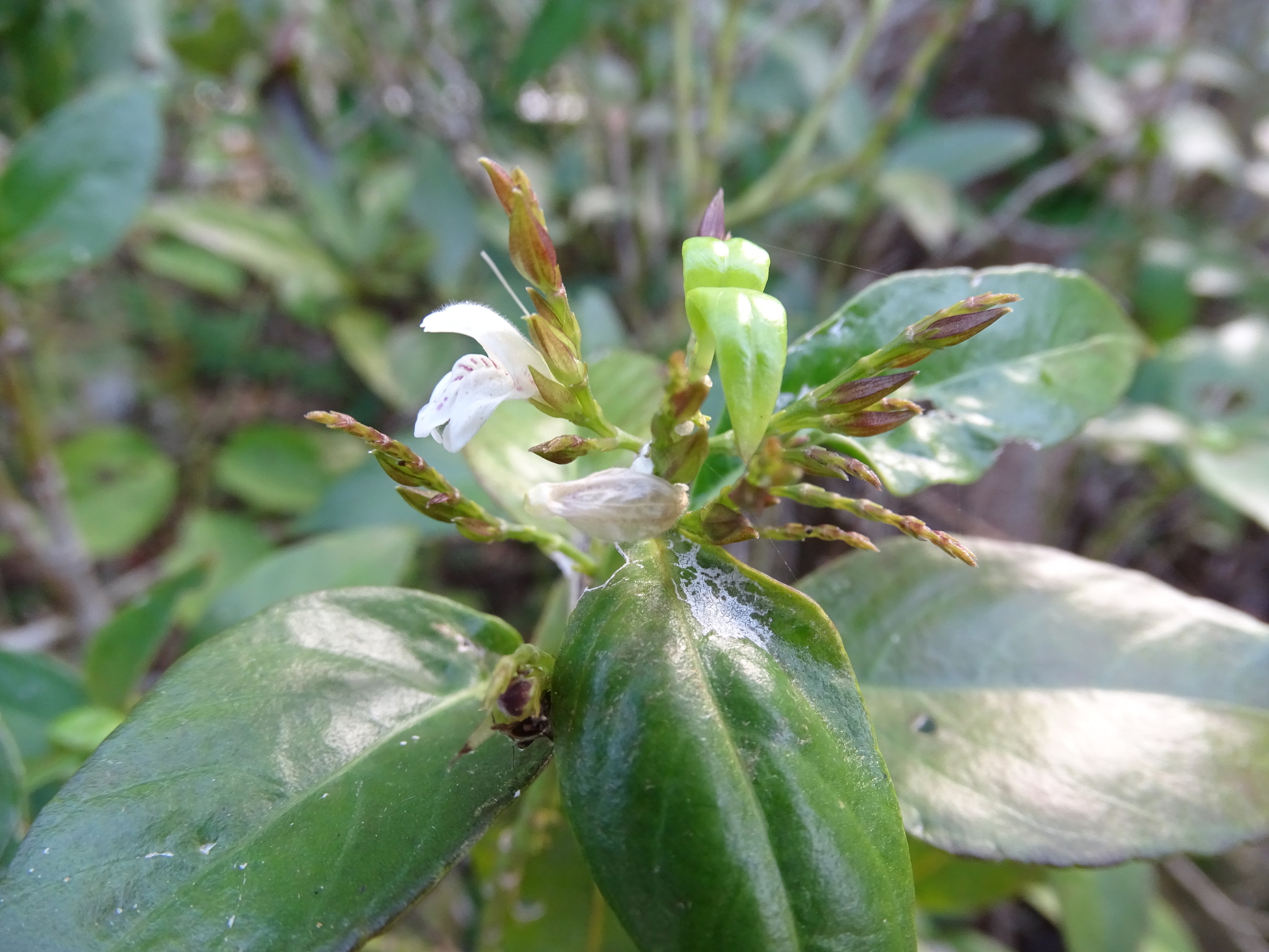 Justicia campechiana Standl.