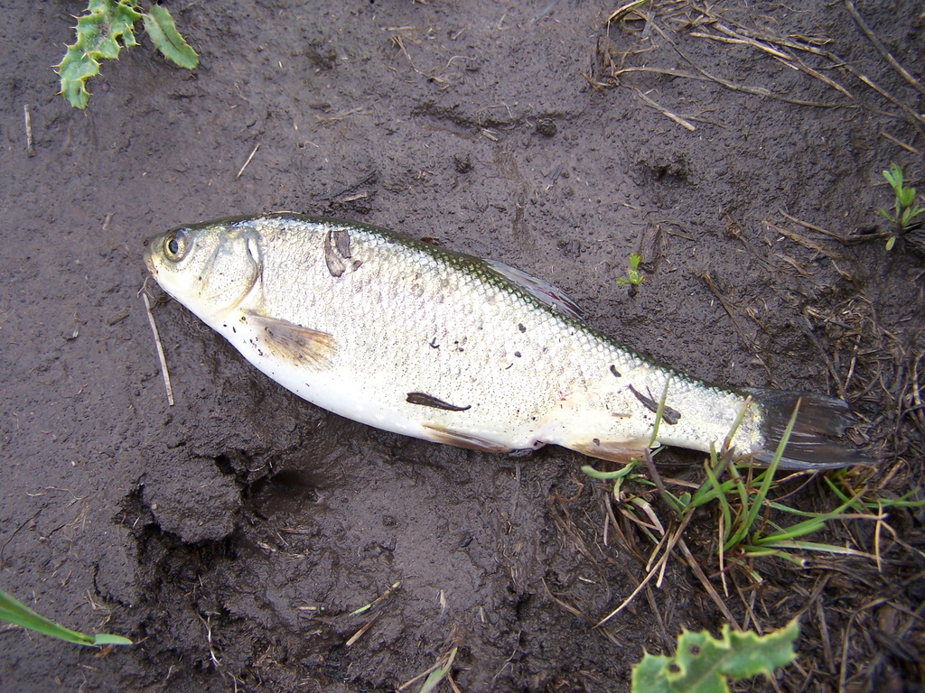 Utah Chub (Reptiles, Amphibians and Fish of Montana) · iNaturalist