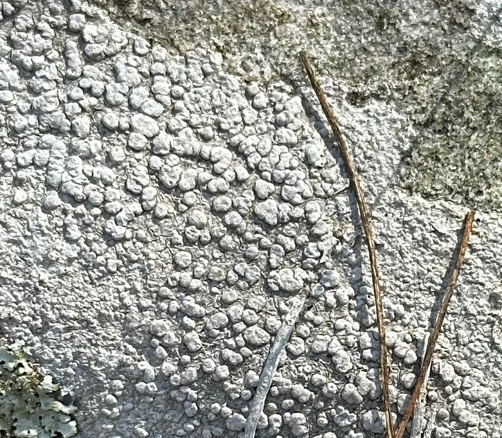 Rock Wart Lichen from Cumberland Mt. State Park, Cumberland Co., TN ...
