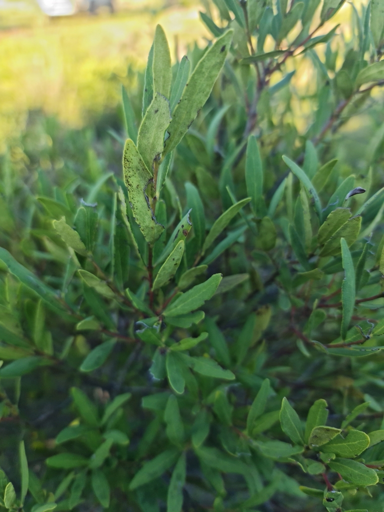 Blue Gwarrie from Merafong City Local Municipality, South Africa on ...