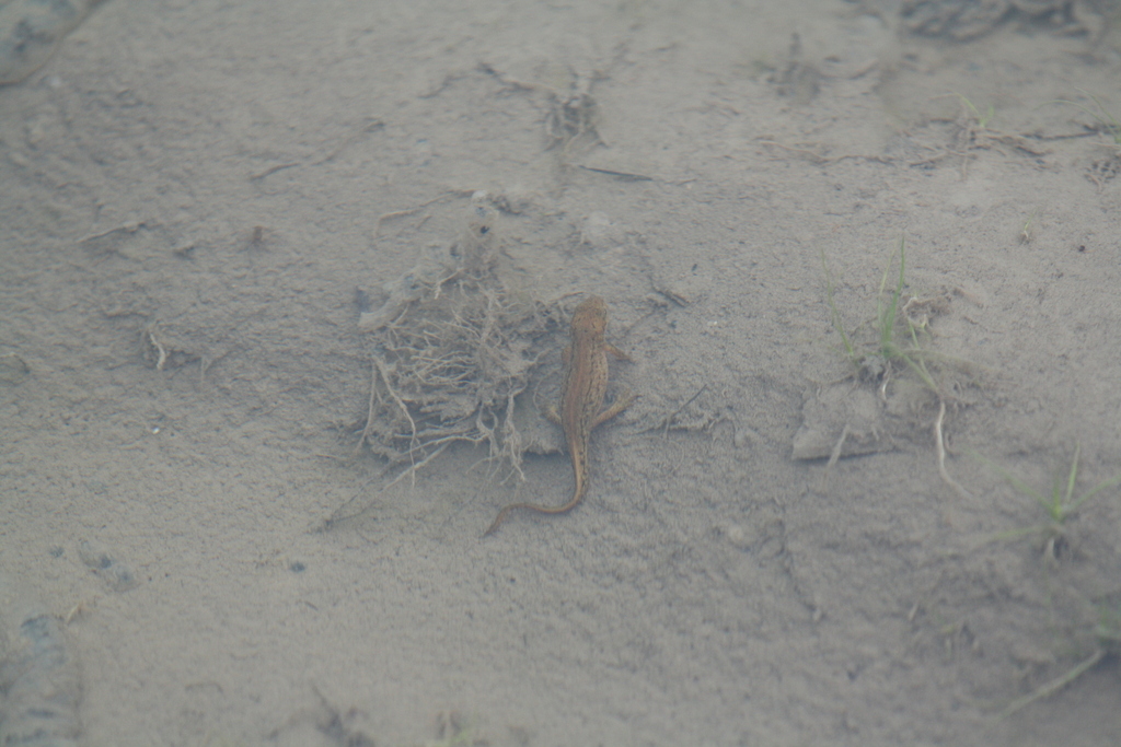 Palmate Newt in February 2021 by victor_cavaco · iNaturalist