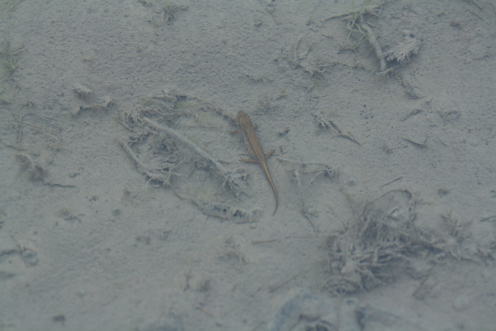Palmate Newt in February 2021 by victor_cavaco · iNaturalist