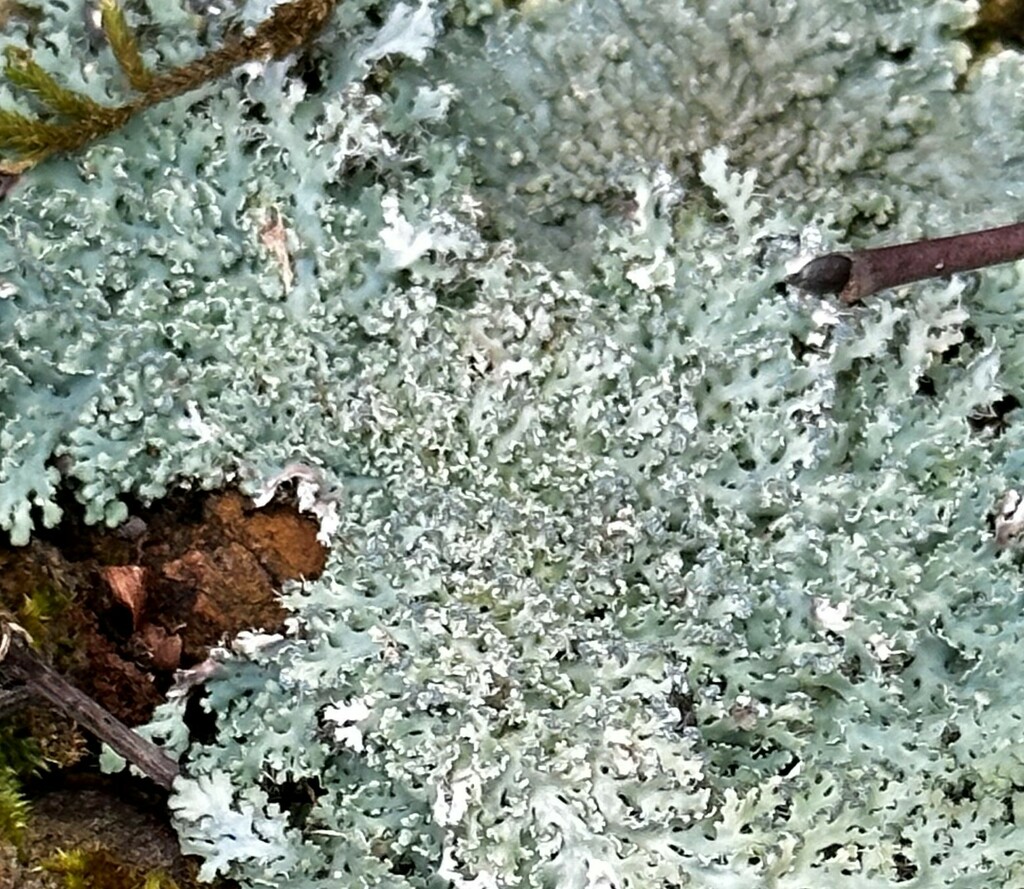 Fringe Lichens from Big Spring Gap Rd., Bledsoe County, TN, USA on ...