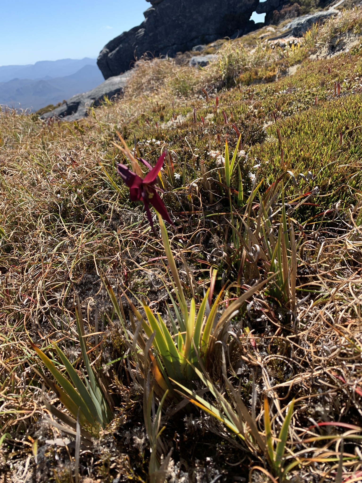 Isophysis tasmanica (Hook.) T.Moore