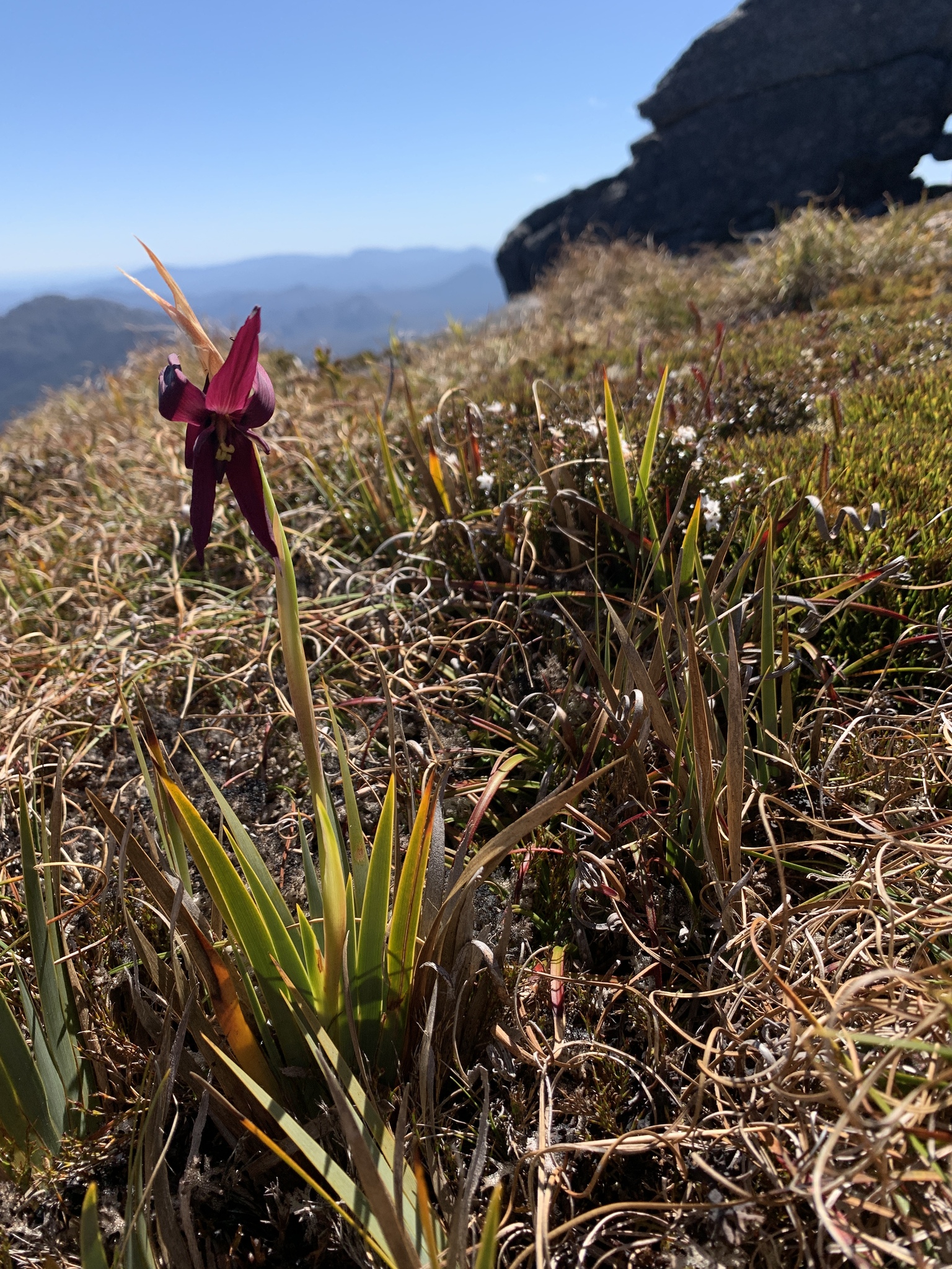 Isophysis tasmanica (Hook.) T.Moore