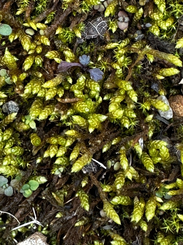spoon-leaved moss from Spring Gap Rd., Bledsoe County, TN, USA on ...