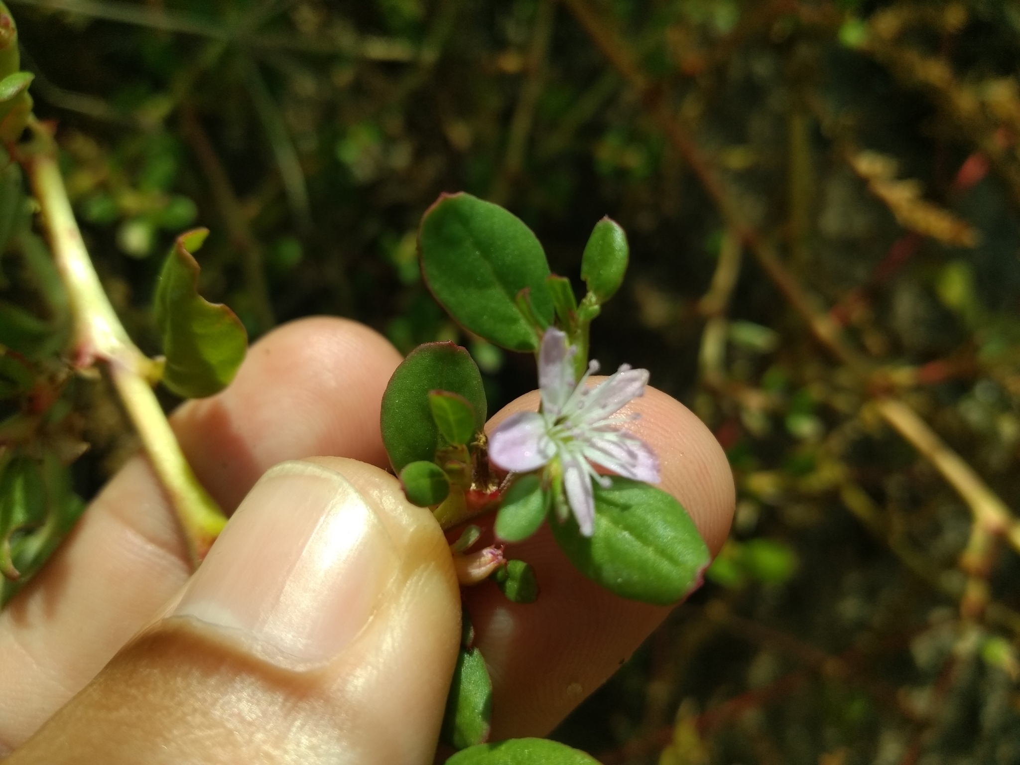 Trianthema portulacastrum L.