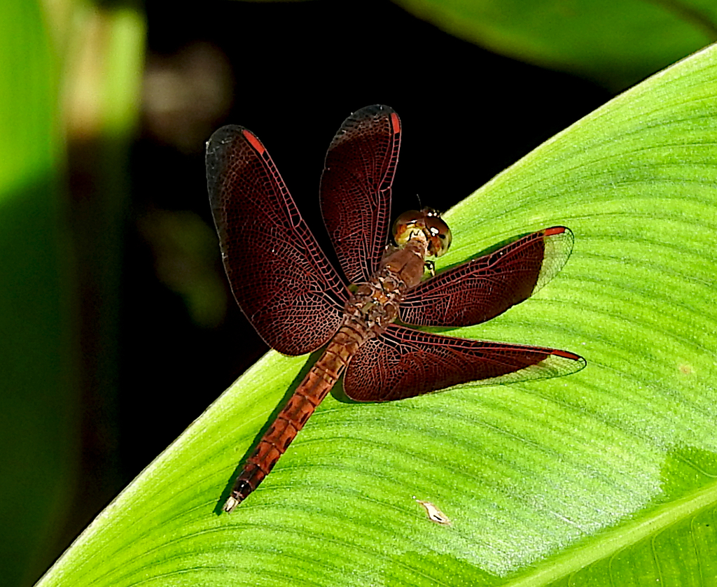 Common Parasol from Singapore Botanic Gardens, Tanglin, Singapore on ...