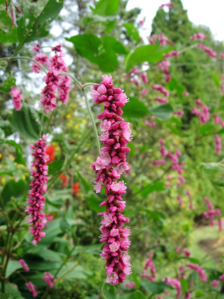 princes feathers (Logan native waterplants that look like weeds ...