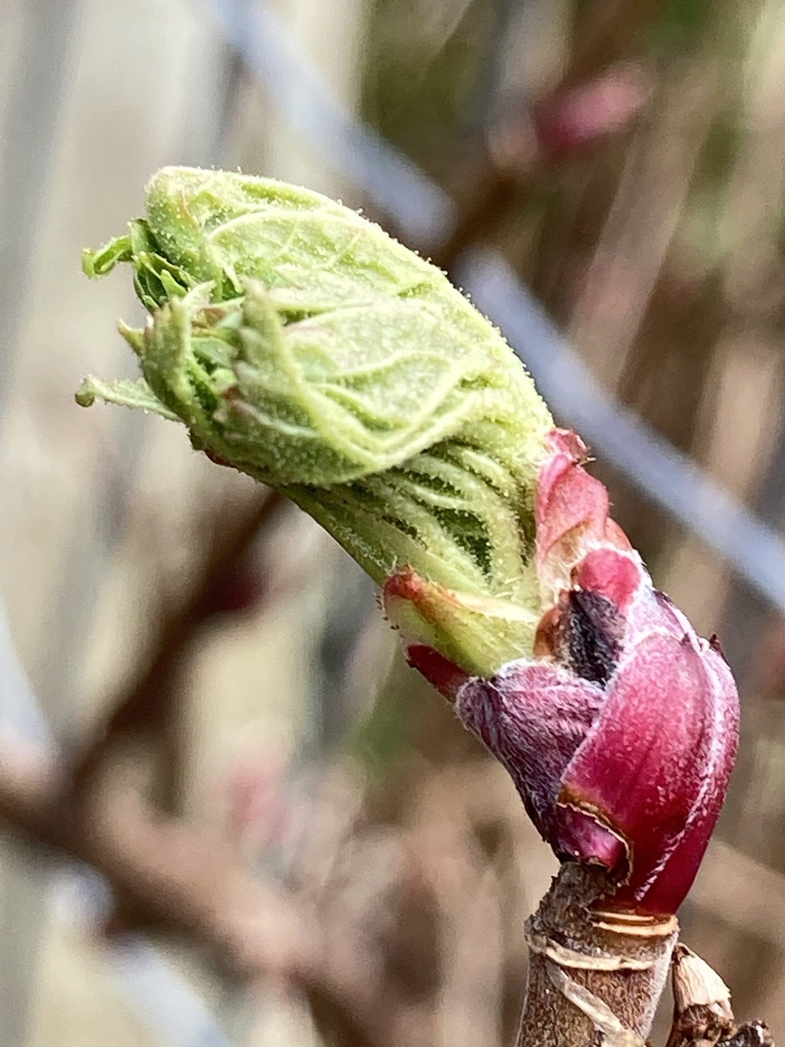 Ribes laxiflorum Pursh