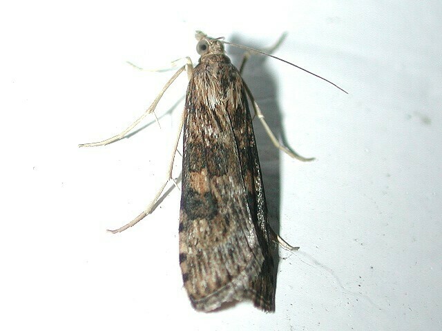 Lucerne Moth from Bedford Audubon Society, Katonah, NY, USA on July 03 ...