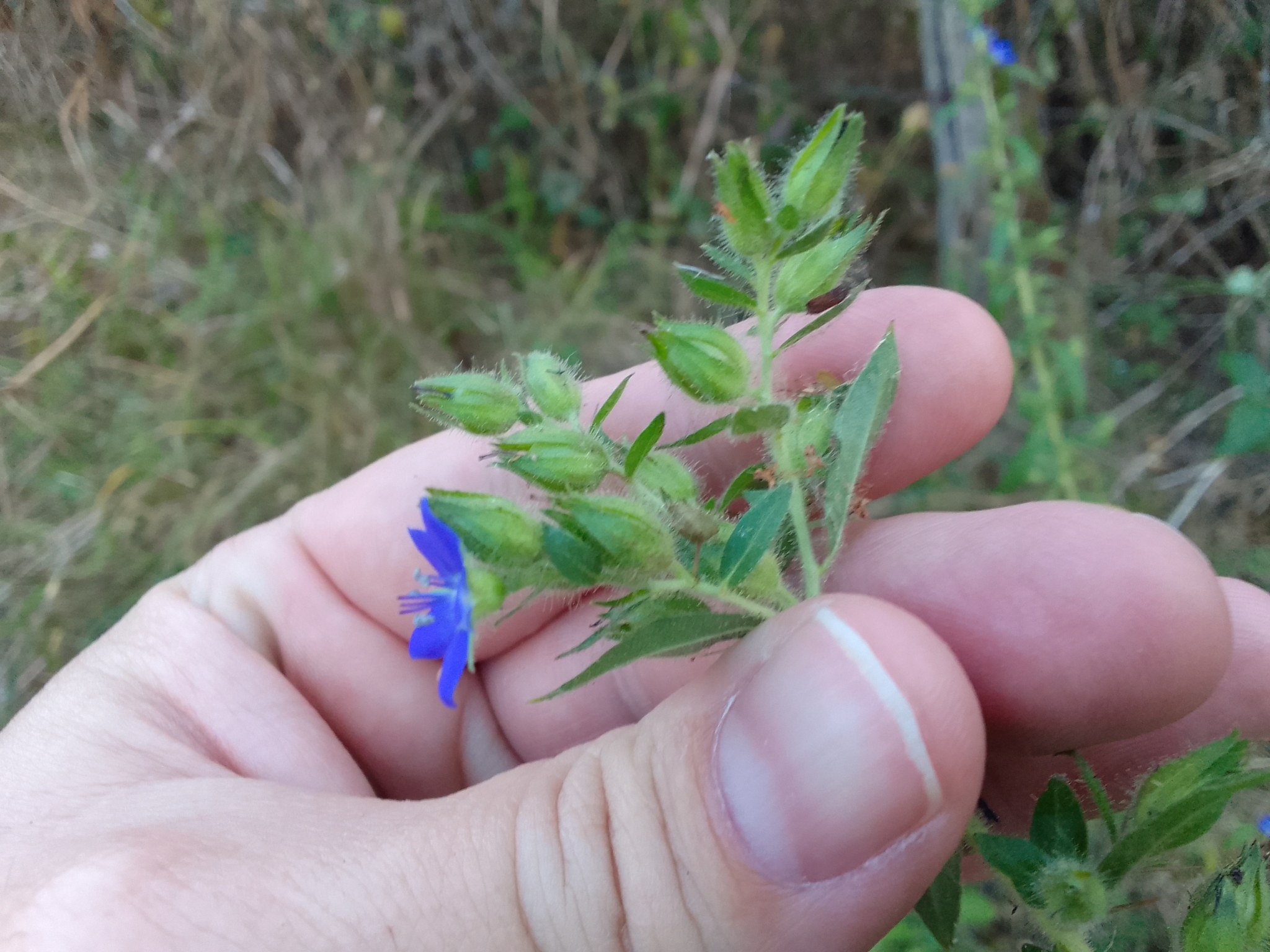 Hydrolea L.