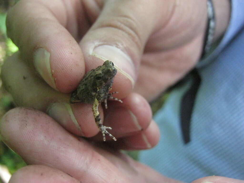 Túngara Frog from UES FMOcc on September 17, 2015 at 09:15 AM by Pablo ...