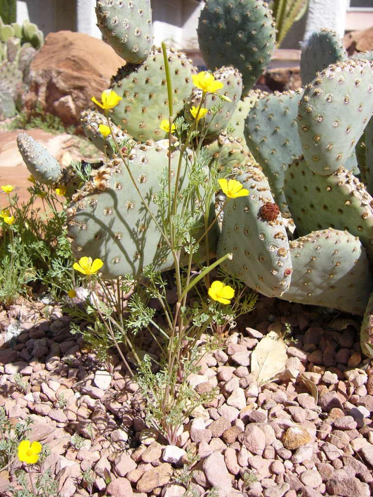Little Gold Poppy from Foothills, Henderson, NV 89015, USA on March 14 ...