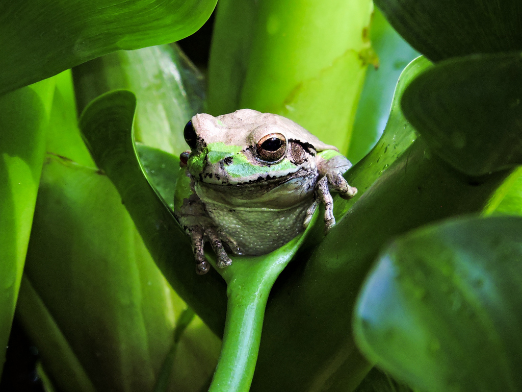 Mexican Smilisca from Yelapa, Jalisco, MX on February 18, 2023 by ...
