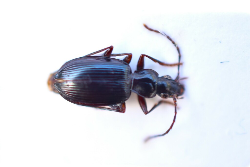 Platynini from 91636 Pinoltepec, Ver., México on May 2, 2021 at 12:47 ...