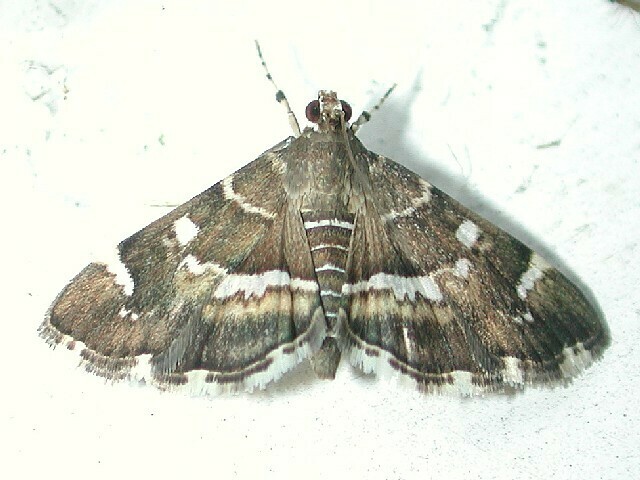 Spotted Beet Webworm Moth from Bedford Audubon Society, Katonah, NY ...