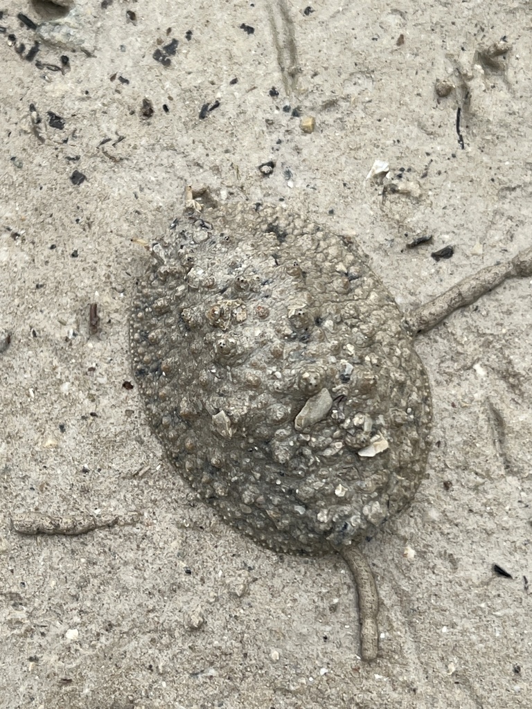 Peronia from Broome Ward, Broome, WA, AU on February 22, 2023 at 08:25 ...