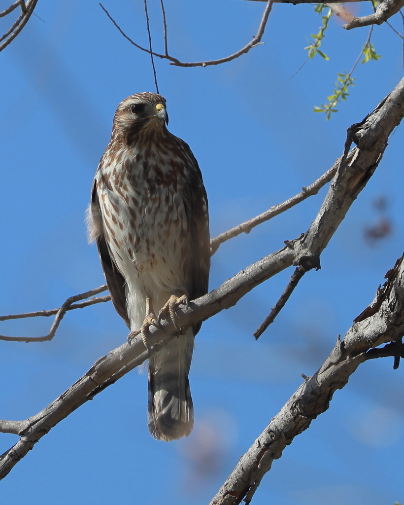 Red-shouldered Hawk from Cd de Villaldama, N.L., México on February 05 ...