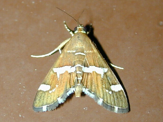 Hawaiian Beet Webworm Moth from Floyd Bennet Field, Brooklyn, NY, USA ...