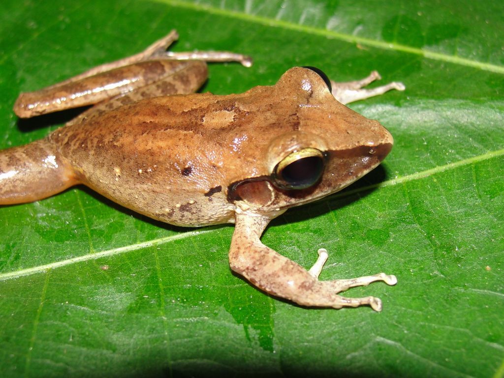 northern rainfrogs (Anfibios de (Amphibians of) Sabana de Torres ...