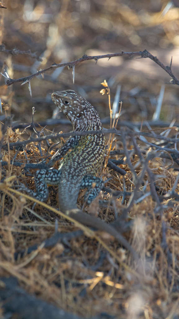 Shiny Smooth-throated Lizard from Talagante, Región Metropolitana ...
