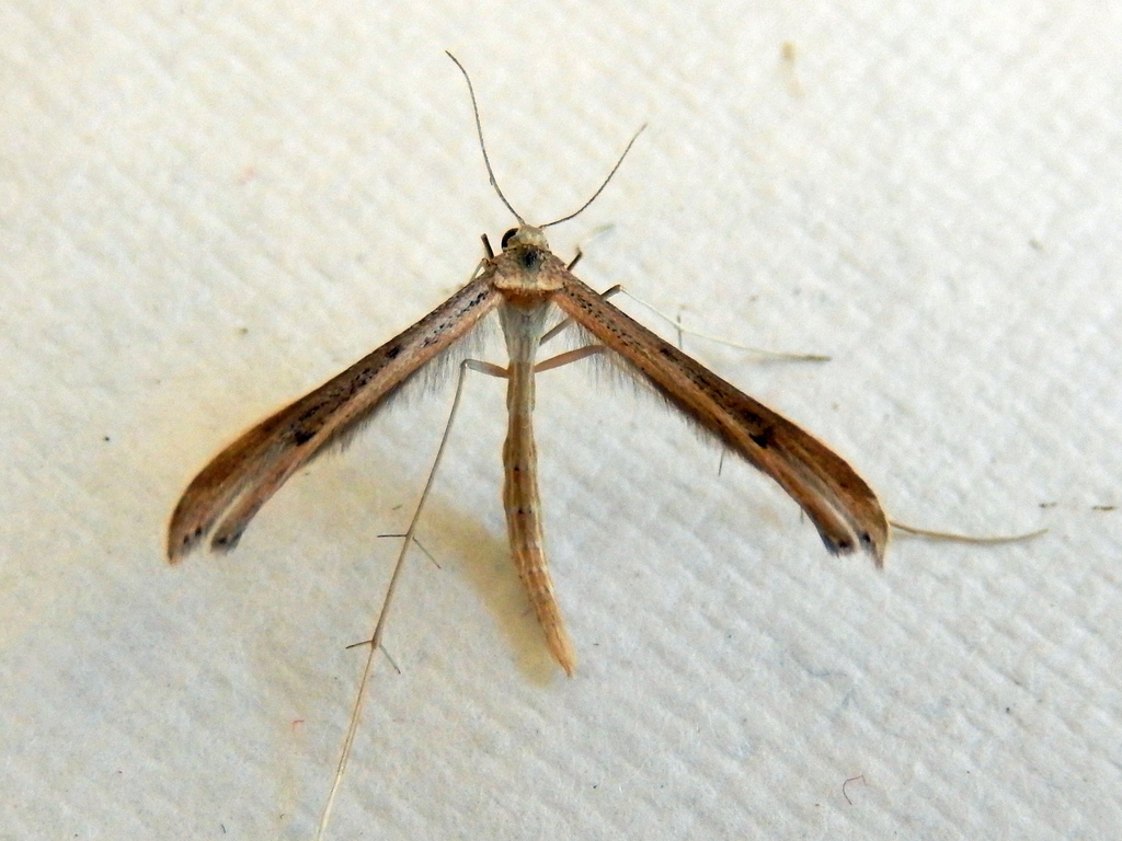Dowdy Plume Moth from Sydney NSW, Australia on February 21, 2023 at 10: ...