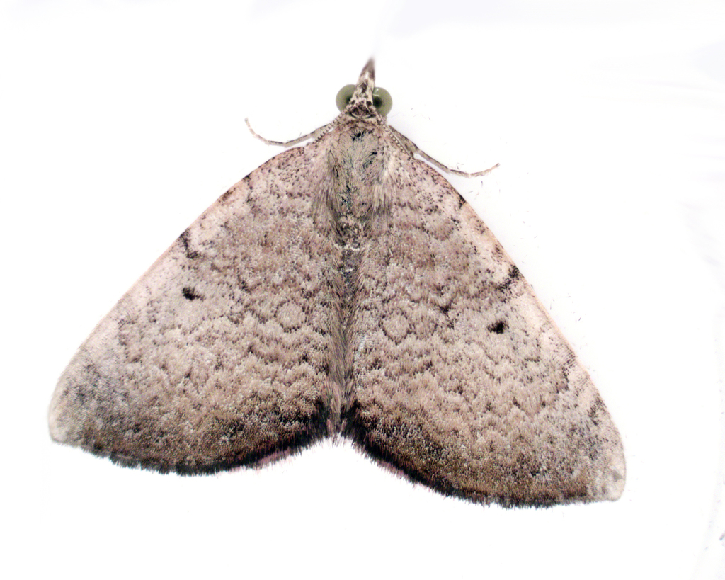Mecynata Moth from Gordon VIC 3345, Australia on February 19, 2023 at ...