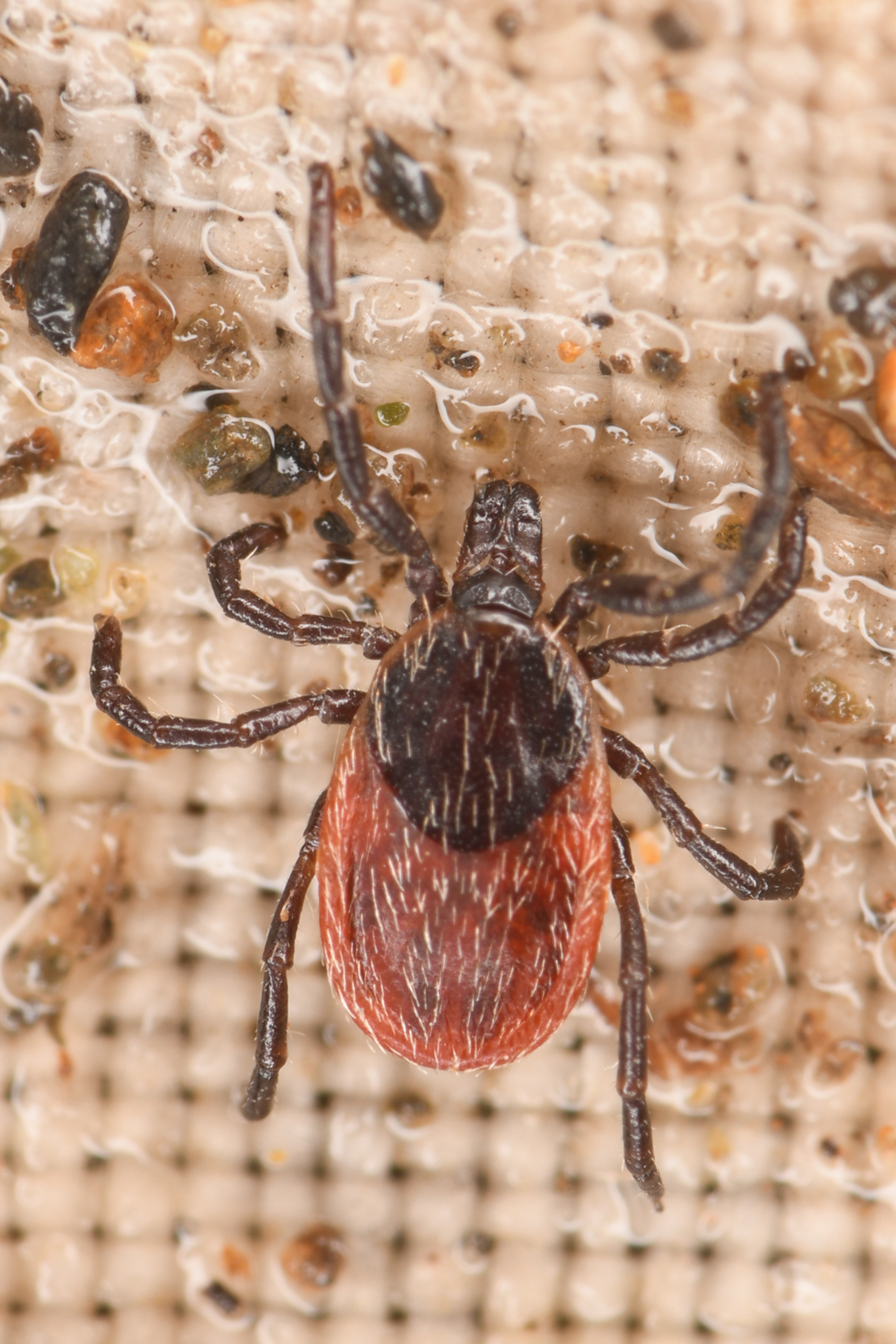 Ixodes pacificus Cooley & Kohls, 1943