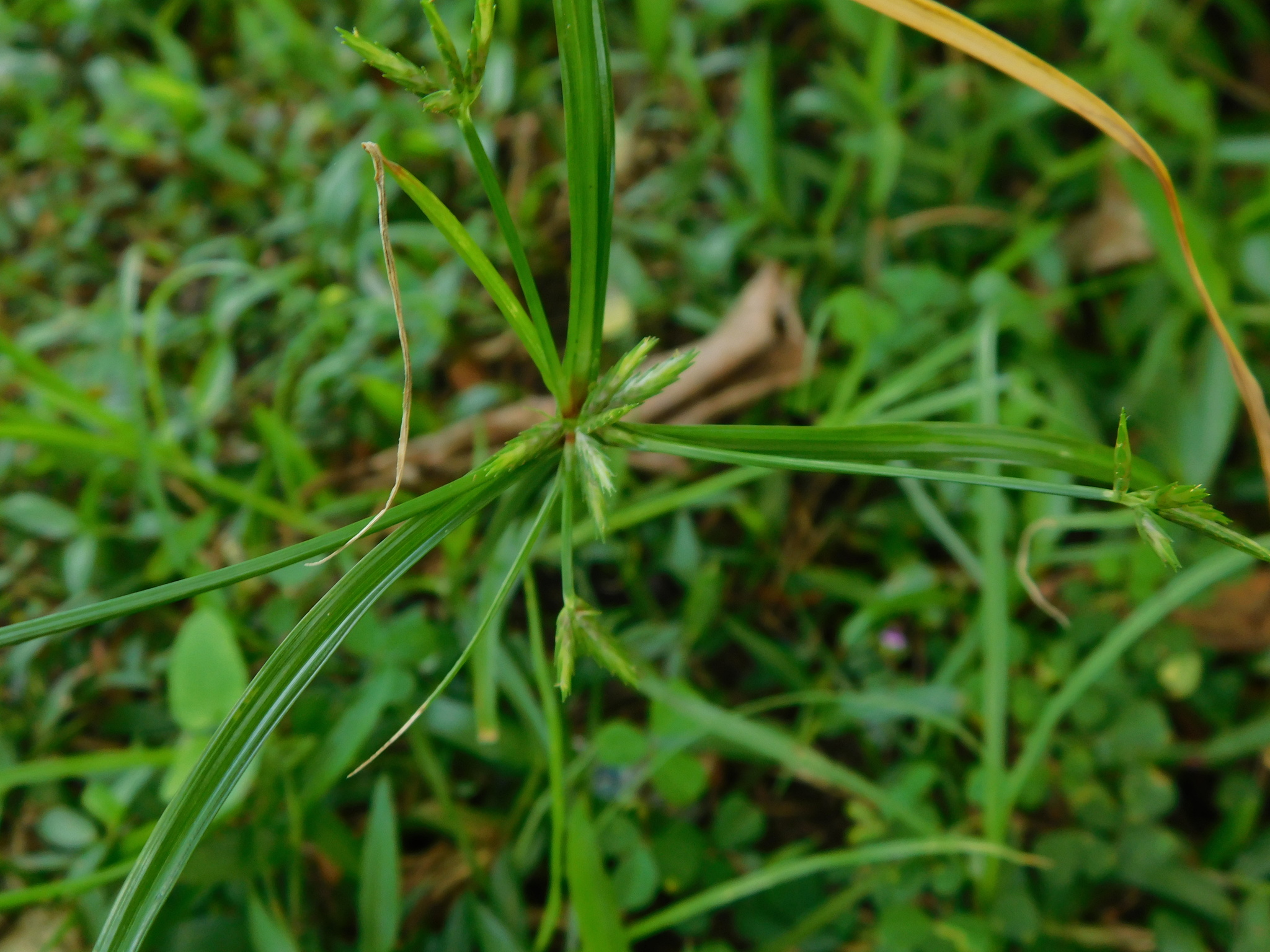 Cyperus compressus L.