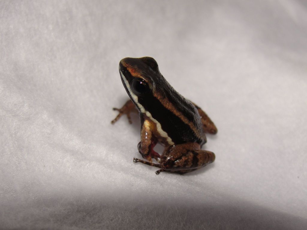 Colostethus (Anfibios de (Amphibians of) Sabana de Torres, Santander ...