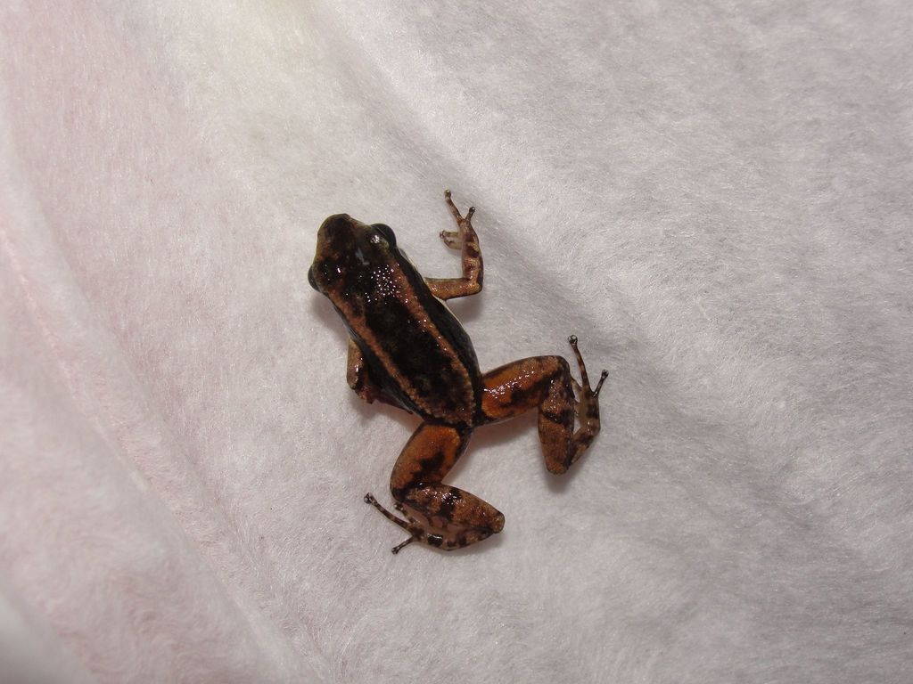 Colostethus (Anfibios de (Amphibians of) Sabana de Torres, Santander ...
