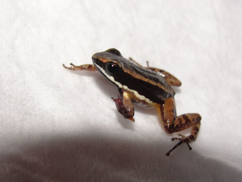 Colostethus (Anfibios de (Amphibians of) Sabana de Torres, Santander ...