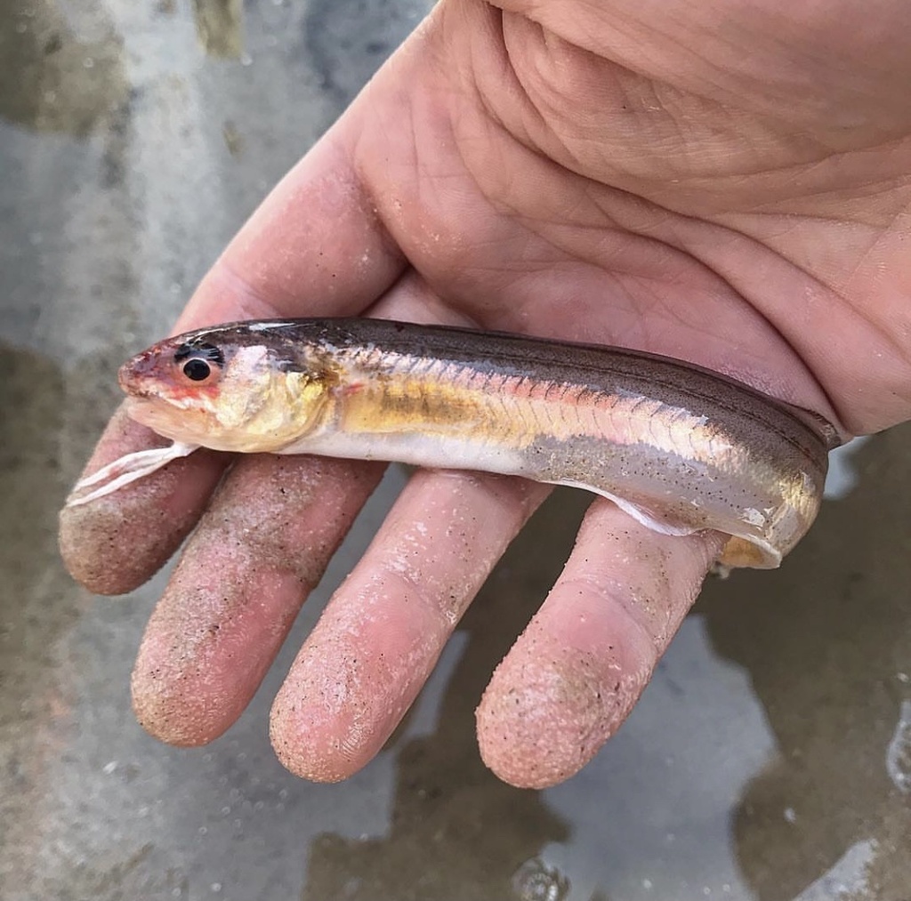 Striped Cusk-eel (Ophidion marginatum) - Marine Life Identification