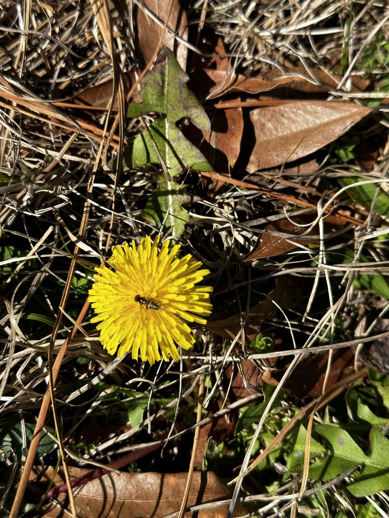 common dandelion from Smokey Rd., Shelby Co., AL, USA on February 13 ...
