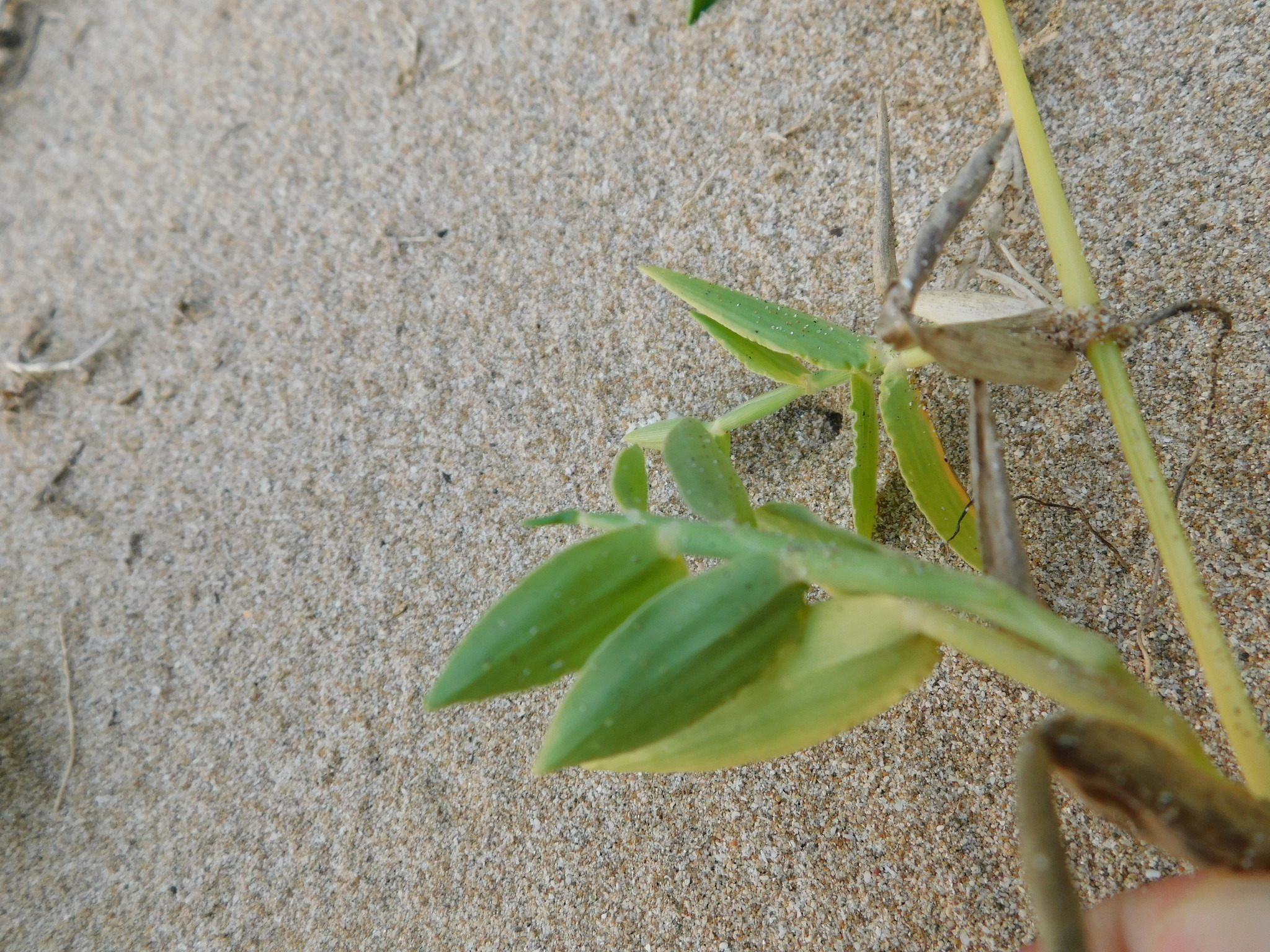 Thuarea involuta (G.Forst.) R.Br. ex Sm.