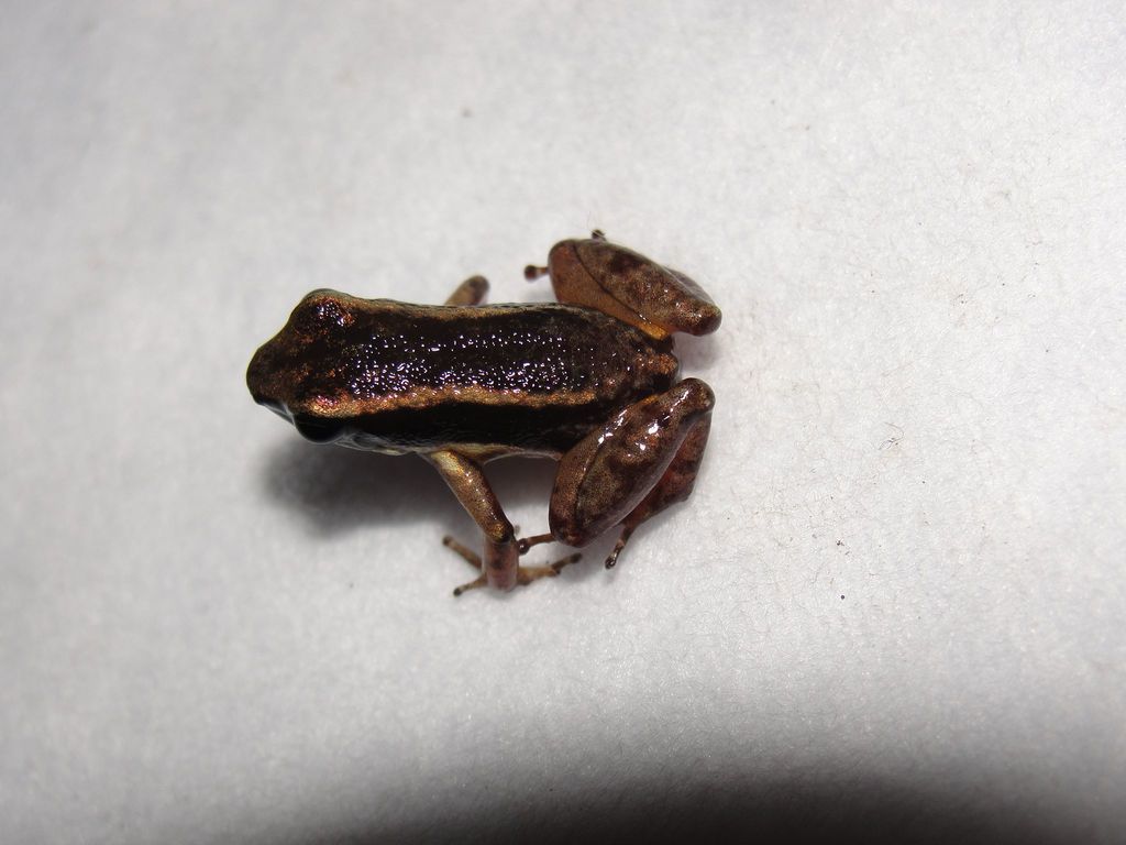 Colostethus (Anfibios de (Amphibians of) Sabana de Torres, Santander ...
