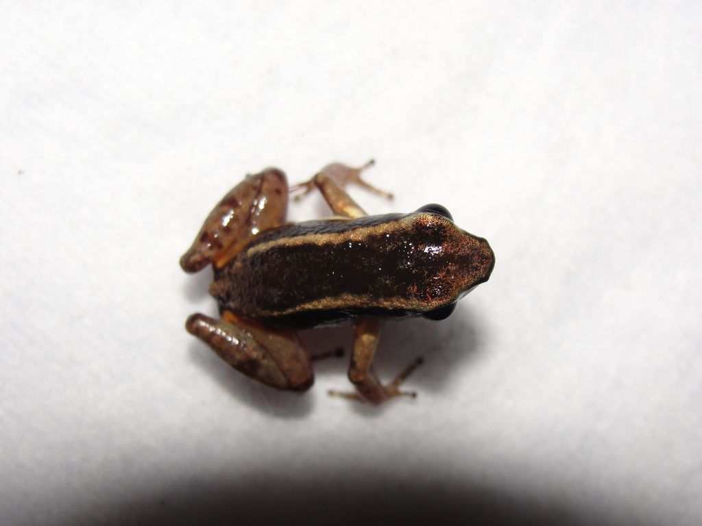 Colostethus (Anfibios de (Amphibians of) Sabana de Torres, Santander ...