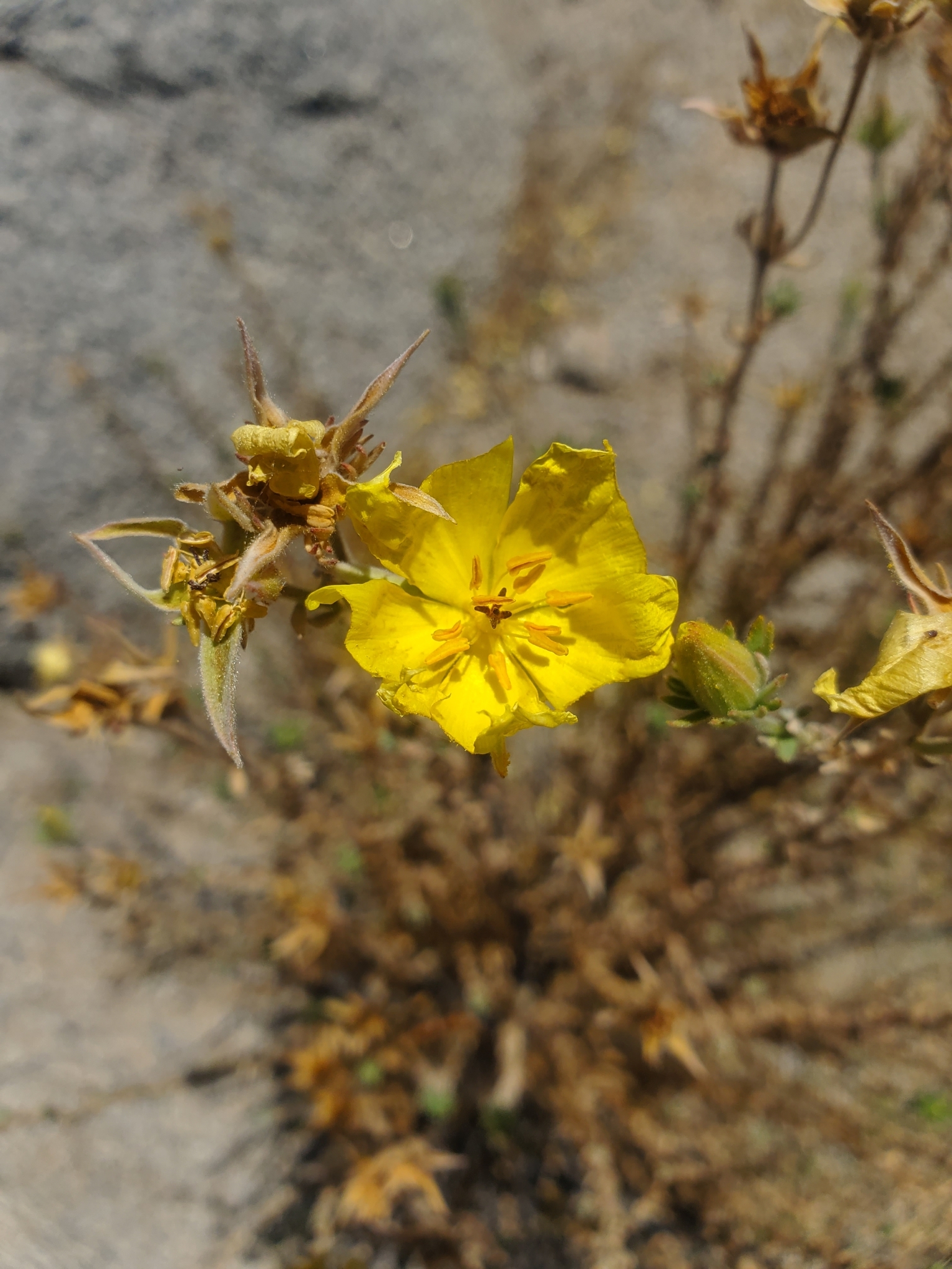 Balbisia peduncularis (Lindl.) D.Don