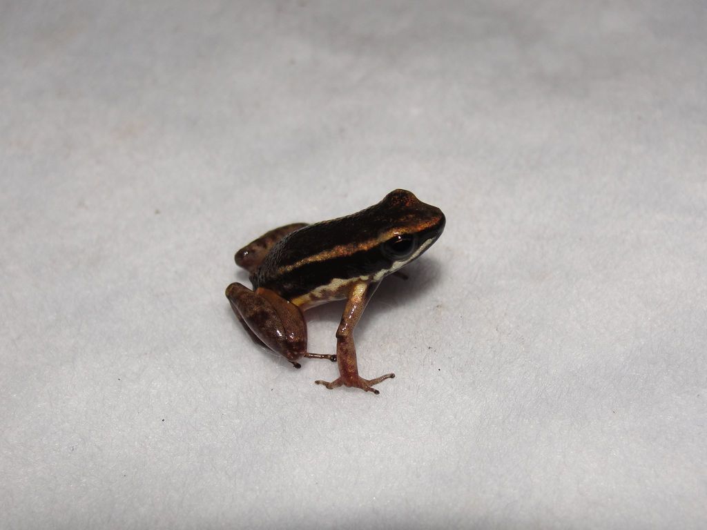 Colostethus (Anfibios de (Amphibians of) Sabana de Torres, Santander ...