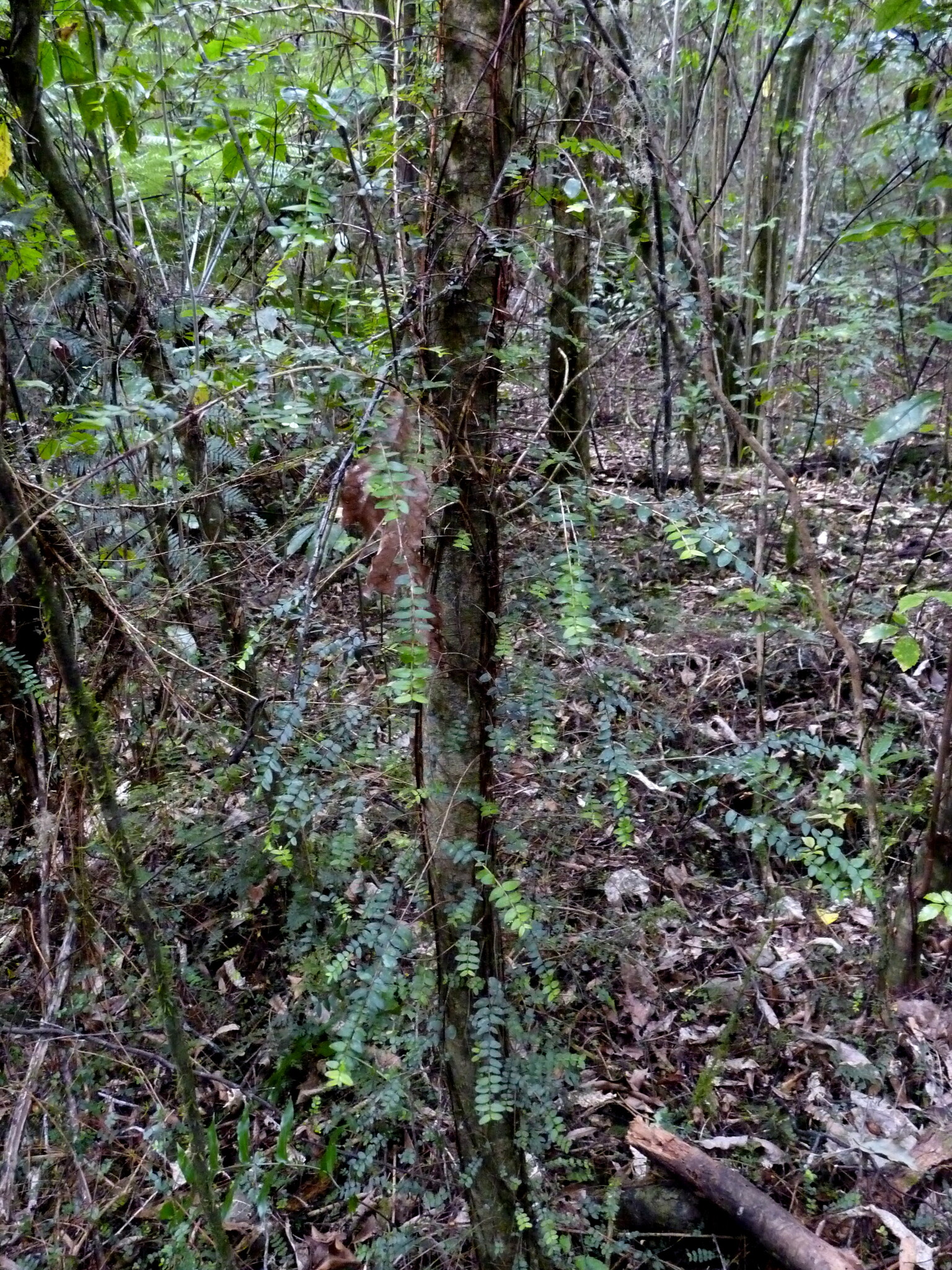 Metrosideros diffusa (G.Forst.) Sm.