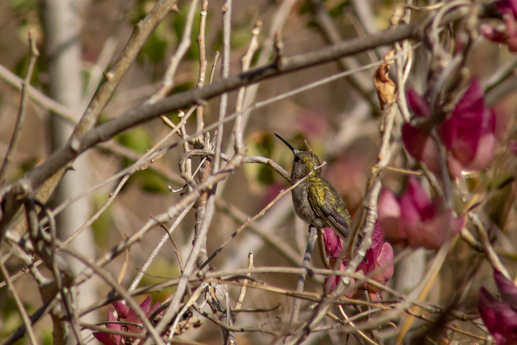 Black-chinned Hummingbird from Guadalajara, Jal., México on January 20 ...