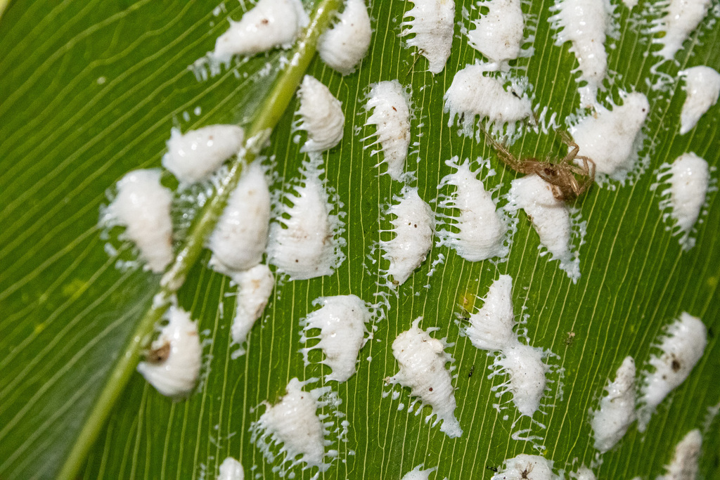 Membracis tectigera from Ipiranga - PR, Brasil on February 18, 2023 at ...