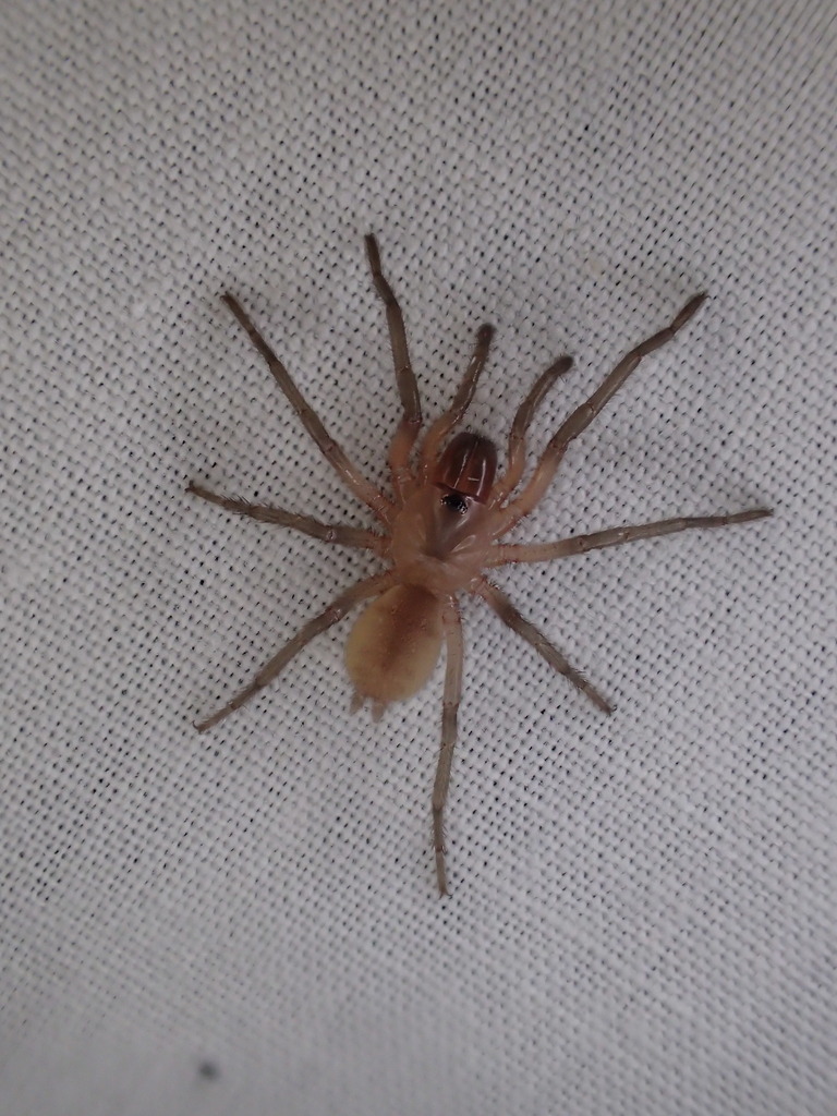 Wishbone Spiders from 30km E by N of Swan Reach, S. AUST on February 21 ...